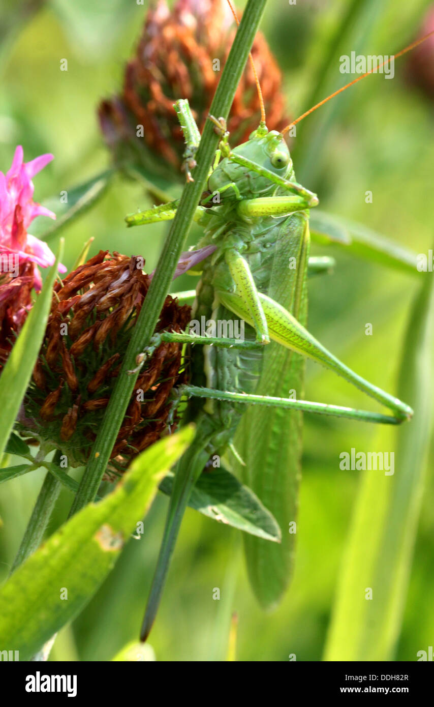 Cricket insect hi-res stock photography and images - Alamy