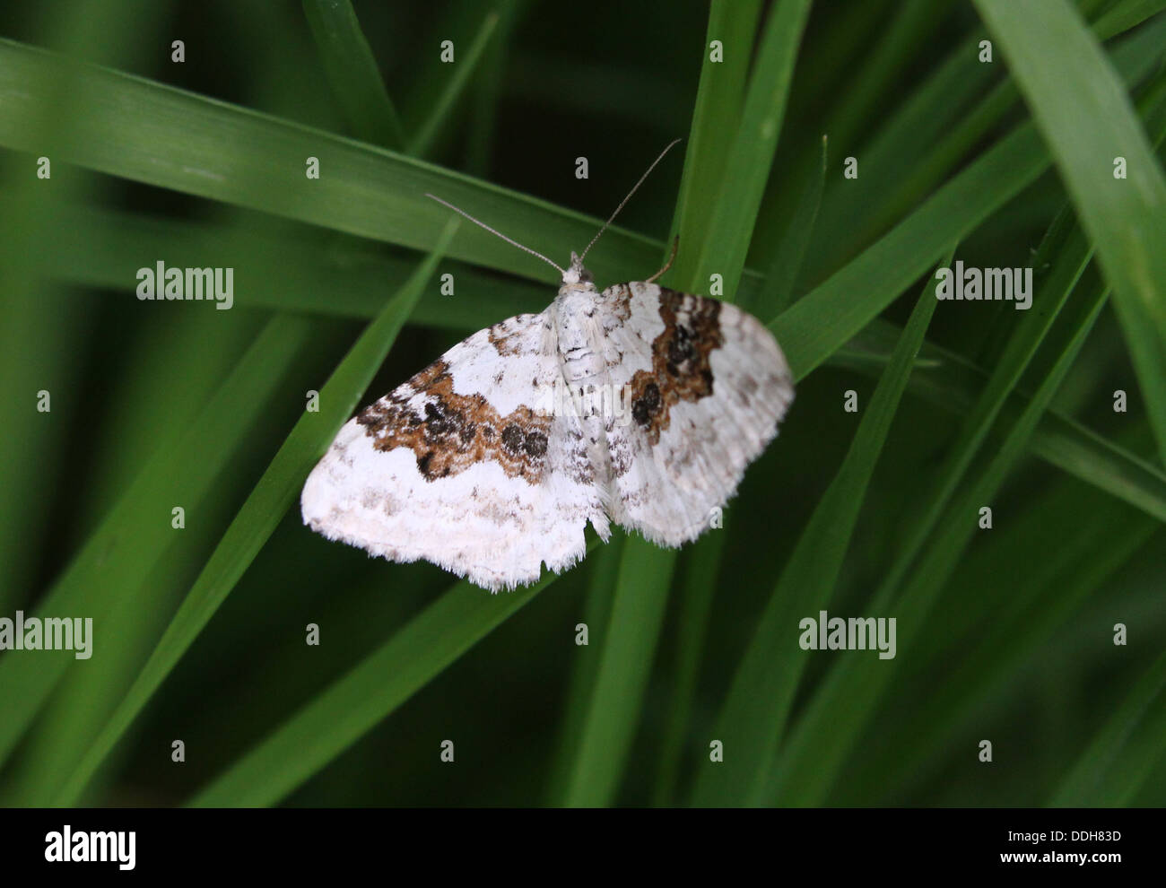 Silver-ground Carpet Moth (Xanthorhoe montanata Stock Photo - Alamy