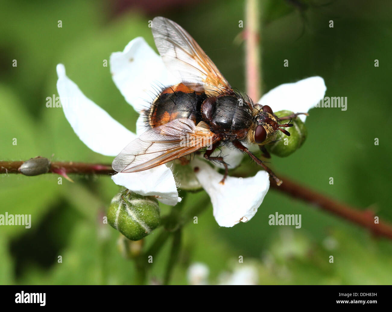 Tachinaire hi-res stock photography and images - Alamy