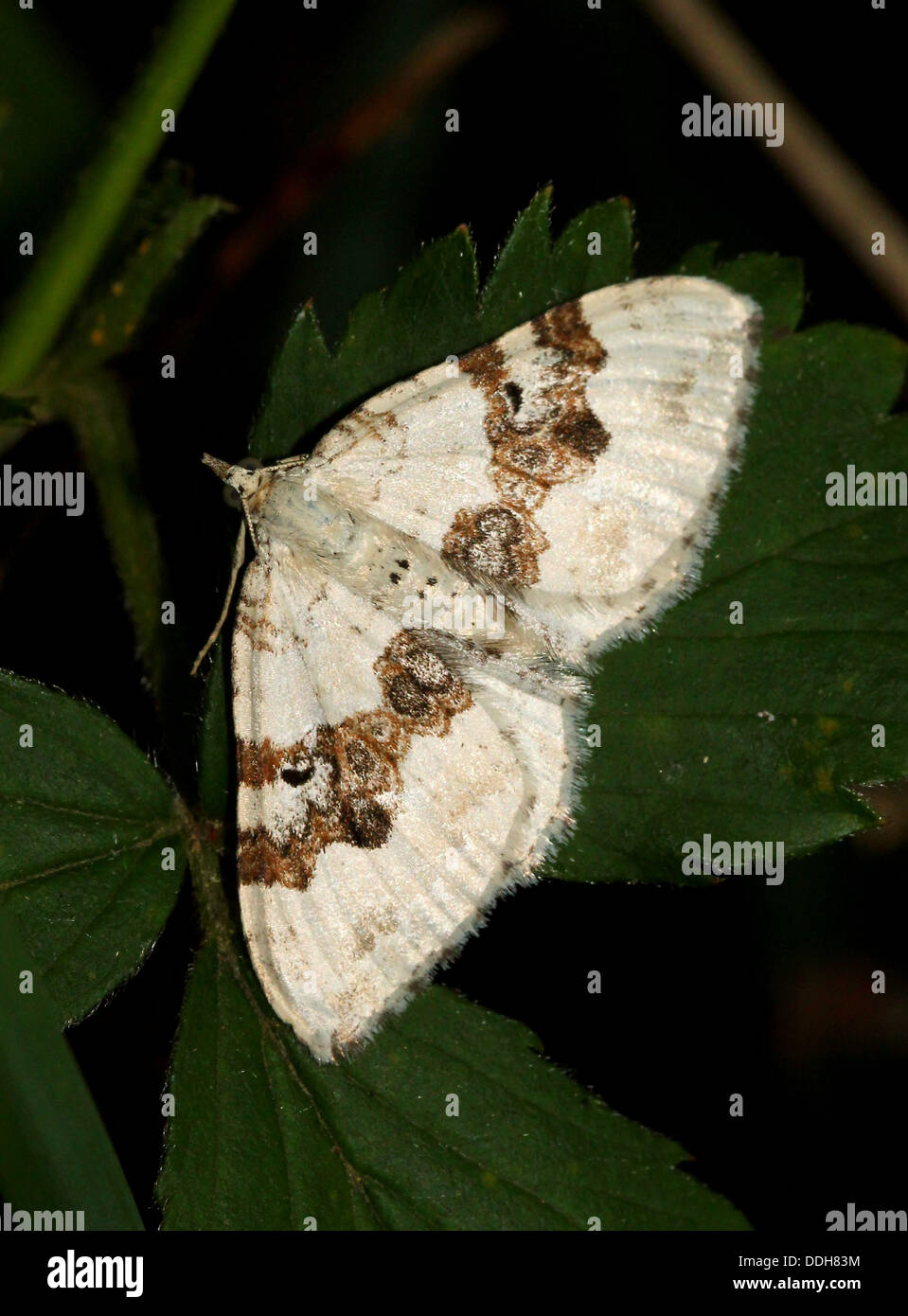 Silver-ground Carpet Moth (Xanthorhoe montanata Stock Photo - Alamy