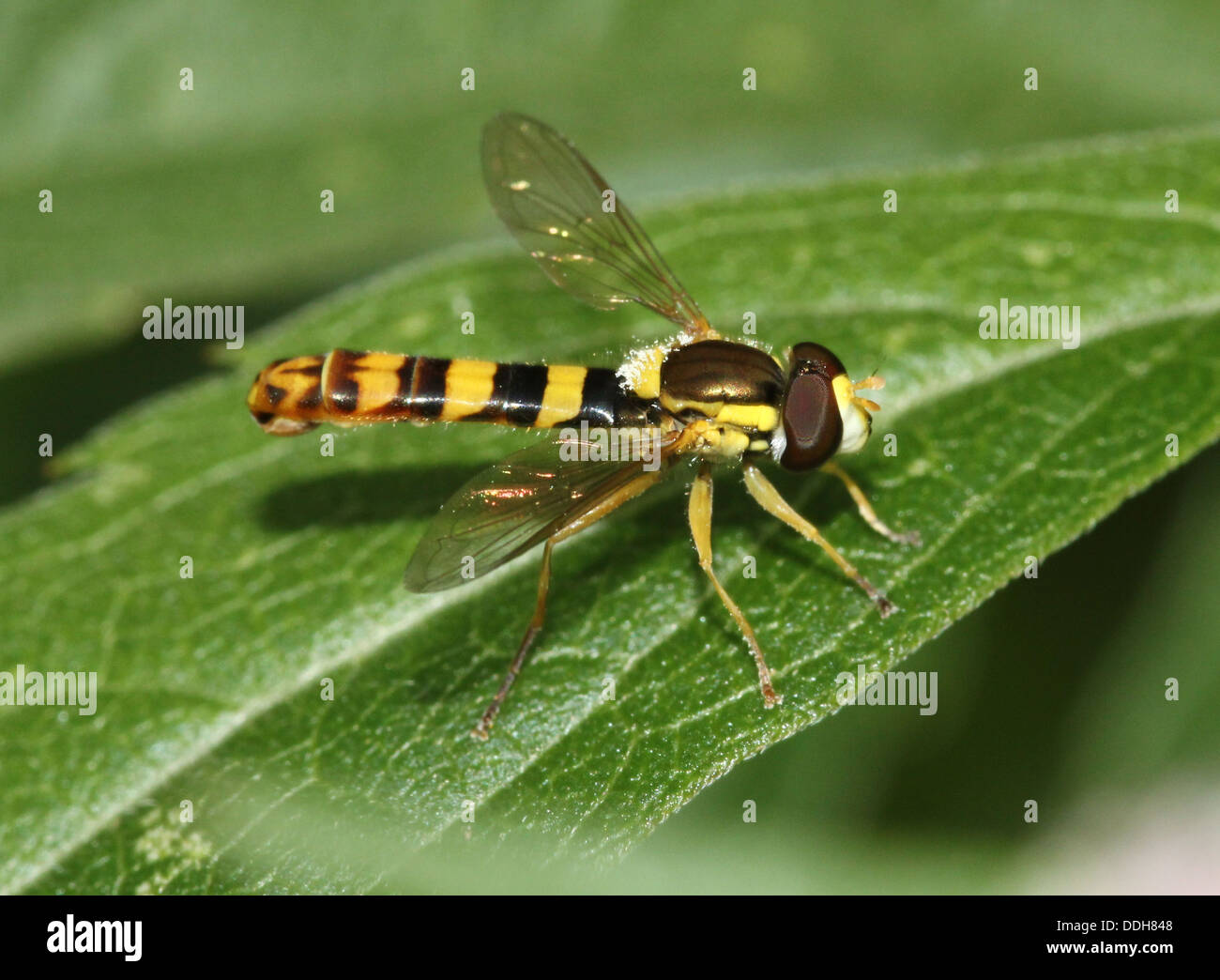 Sphaerophoria hi-res stock photography and images - Alamy