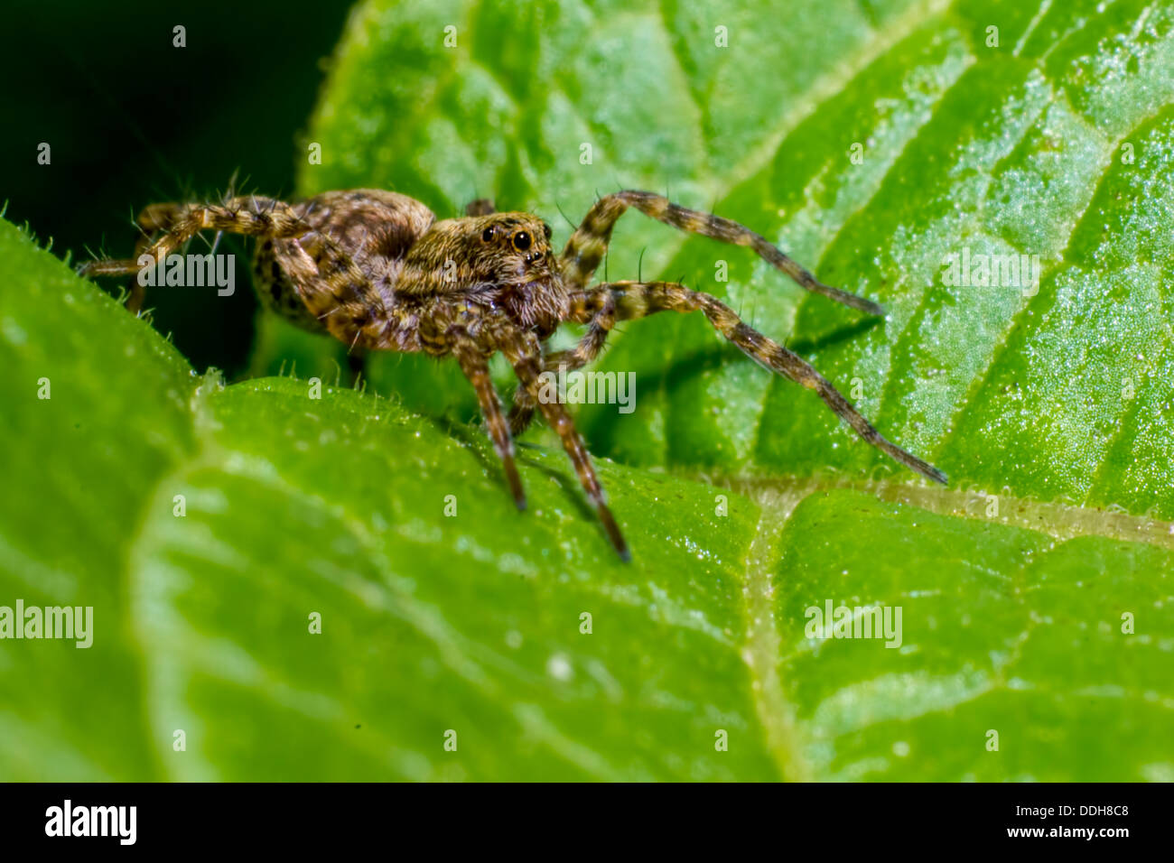 Portrait of a spider Stock Photo - Alamy