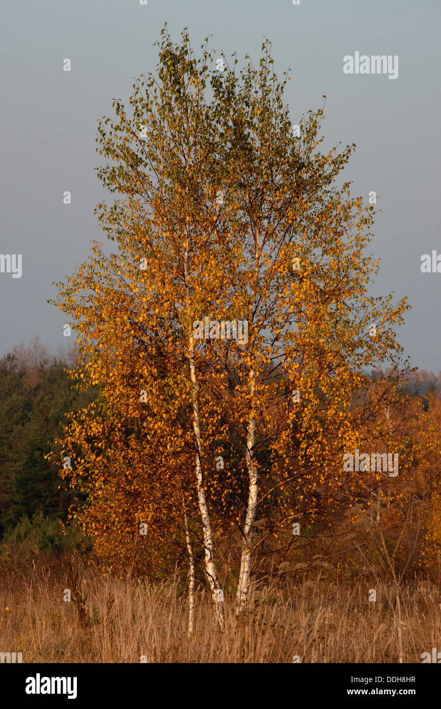 Golden autumn polish hi-res stock photography and images - Alamy