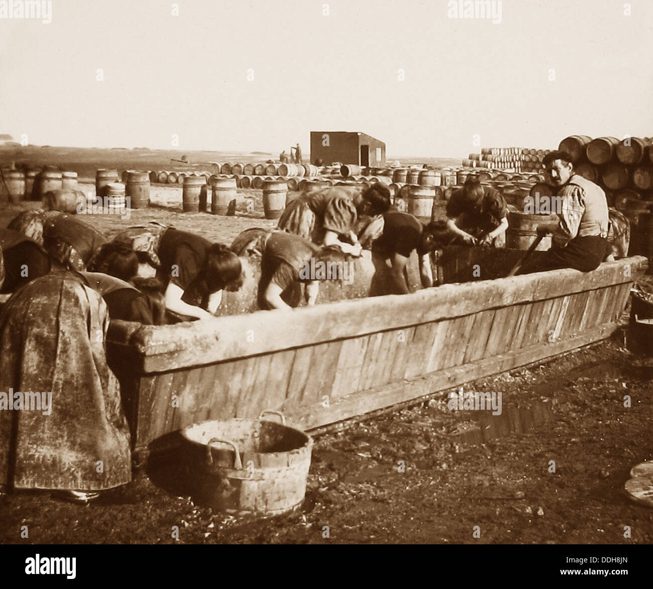 Lowestoft Fish Girls early 1900s Stock Photo - Alamy