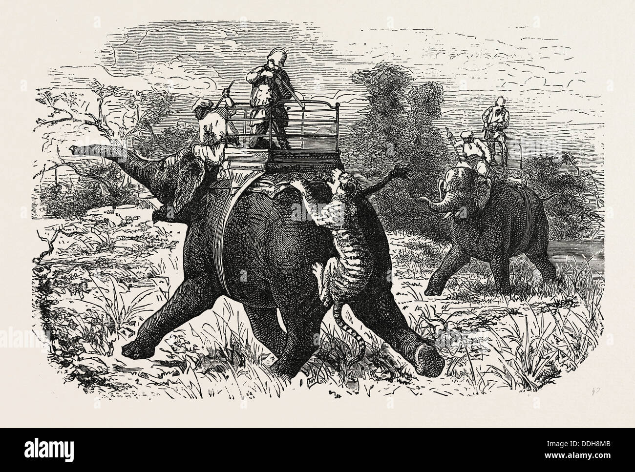 Victorian tiger hi-res stock photography and images - Alamy