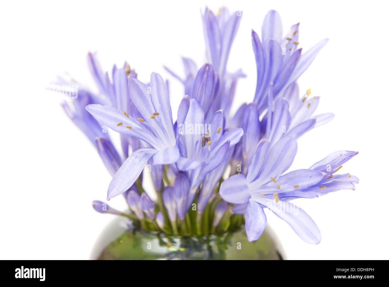 blue spring flowers Stock Photo - Alamy