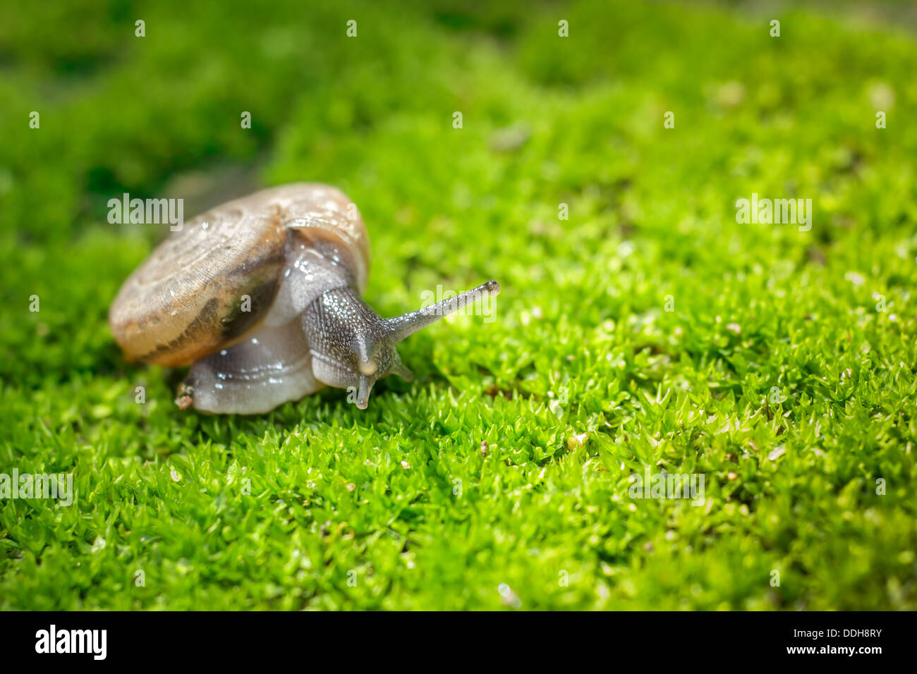 Snail crawling on moss in garden in spring Stock Photo - Alamy