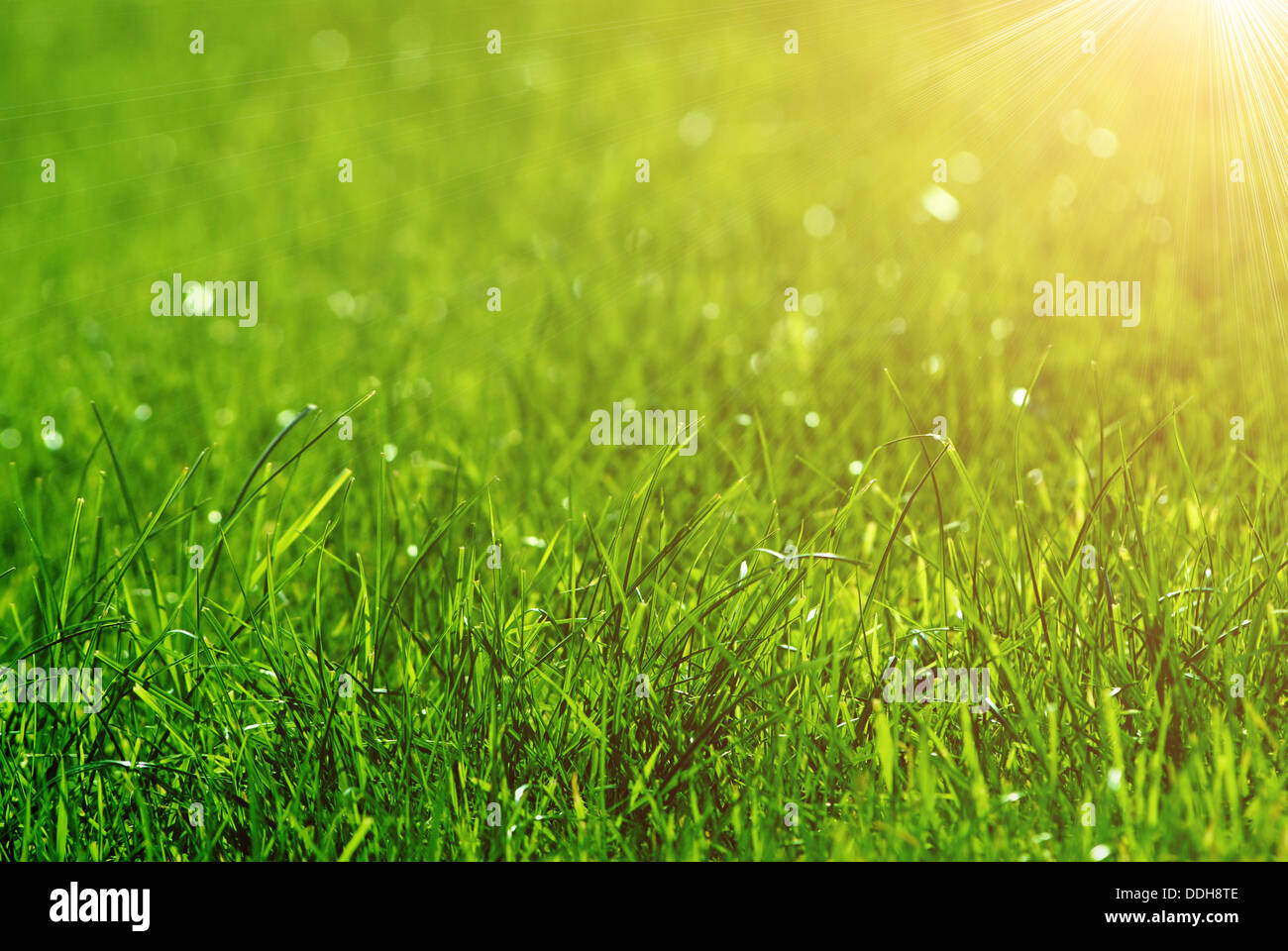 green grass background Stock Photo - Alamy