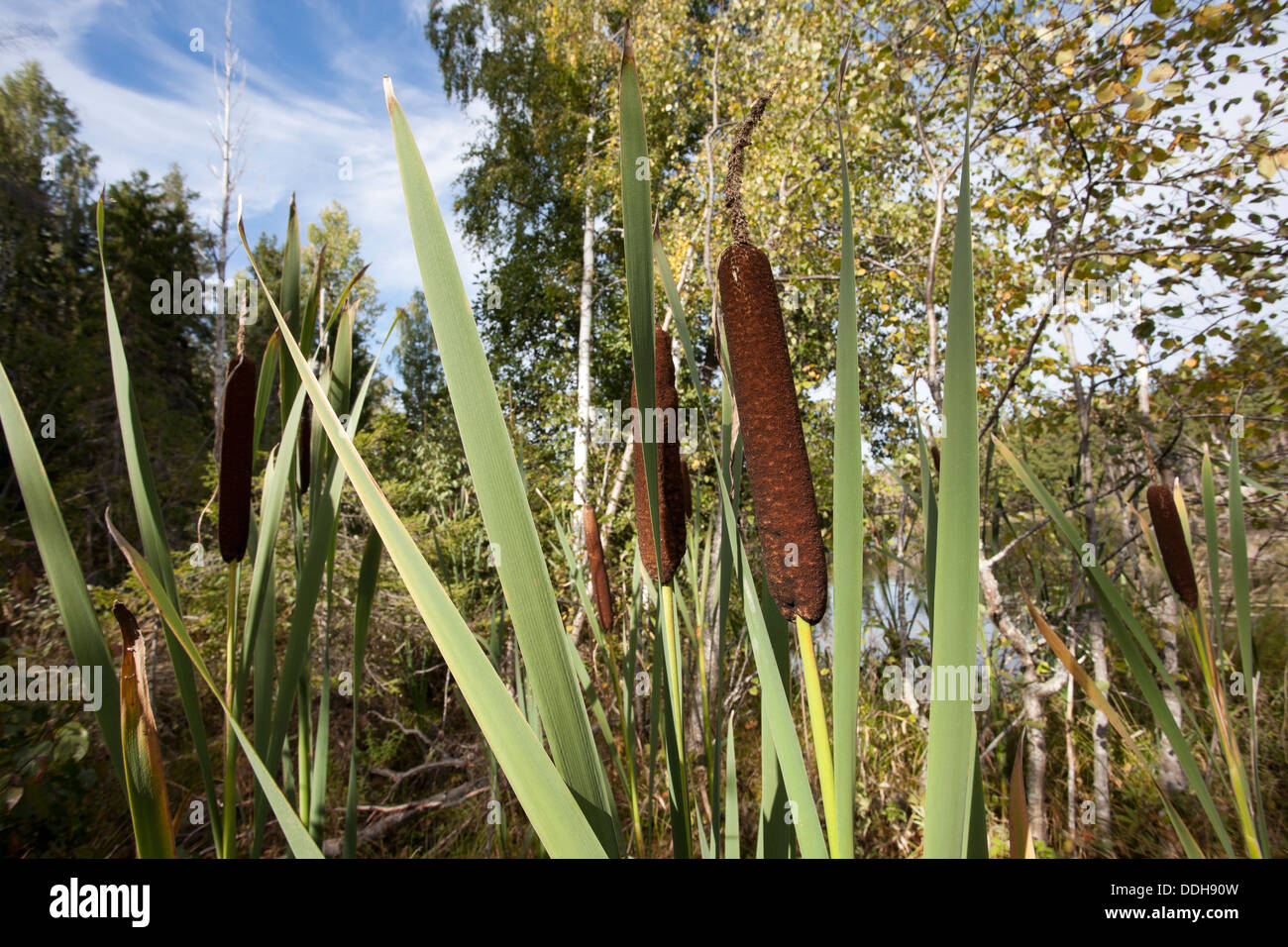 Typha latifolia seed heads, Finland Stock Photo - Alamy