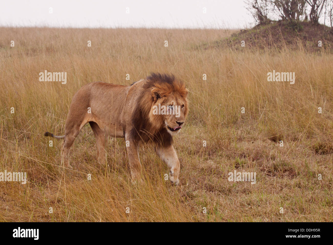 Male Lion on the move Stock Photo - Alamy