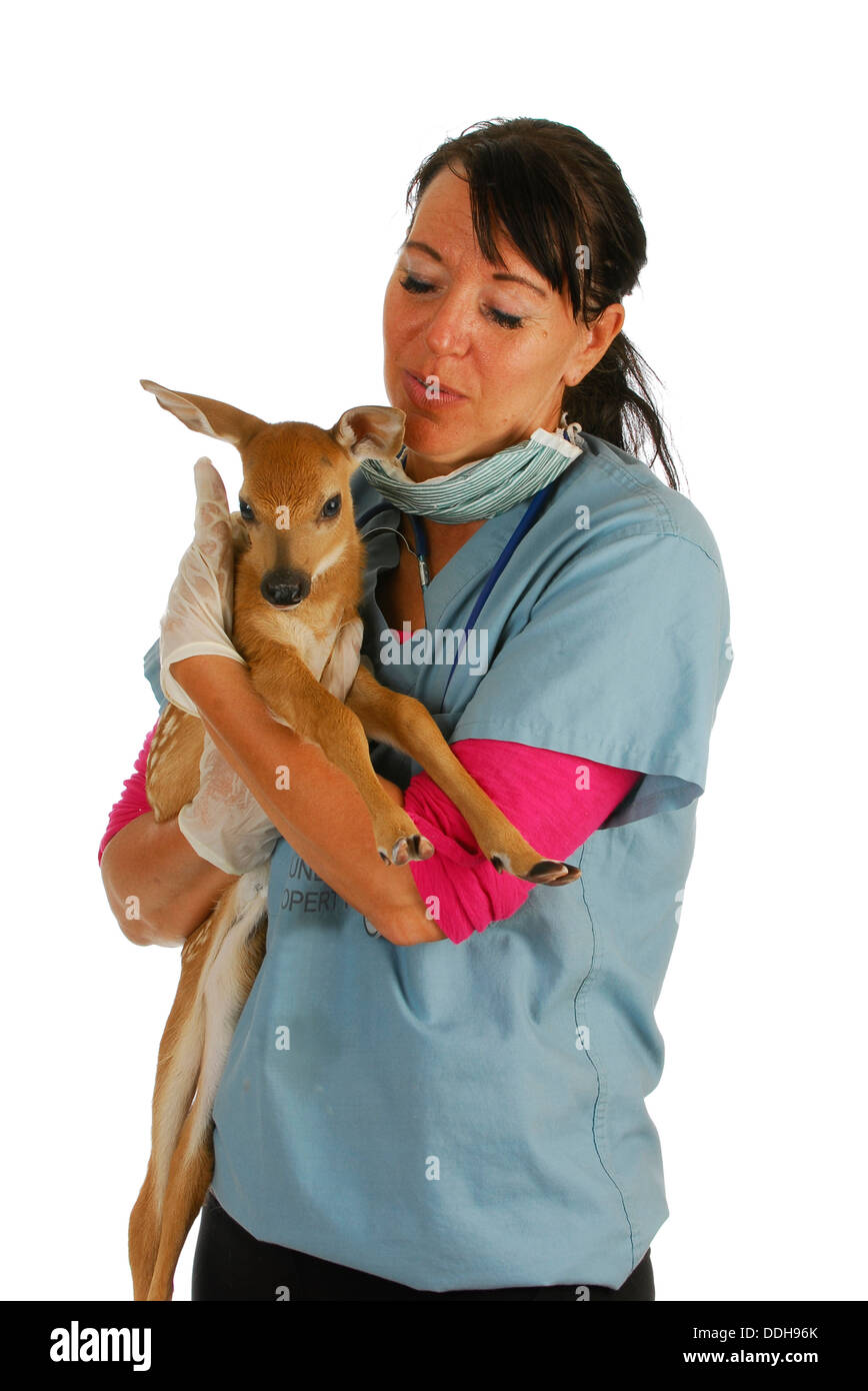 wildlife veterinary care - veterinarian caring for orphaned fawn ...