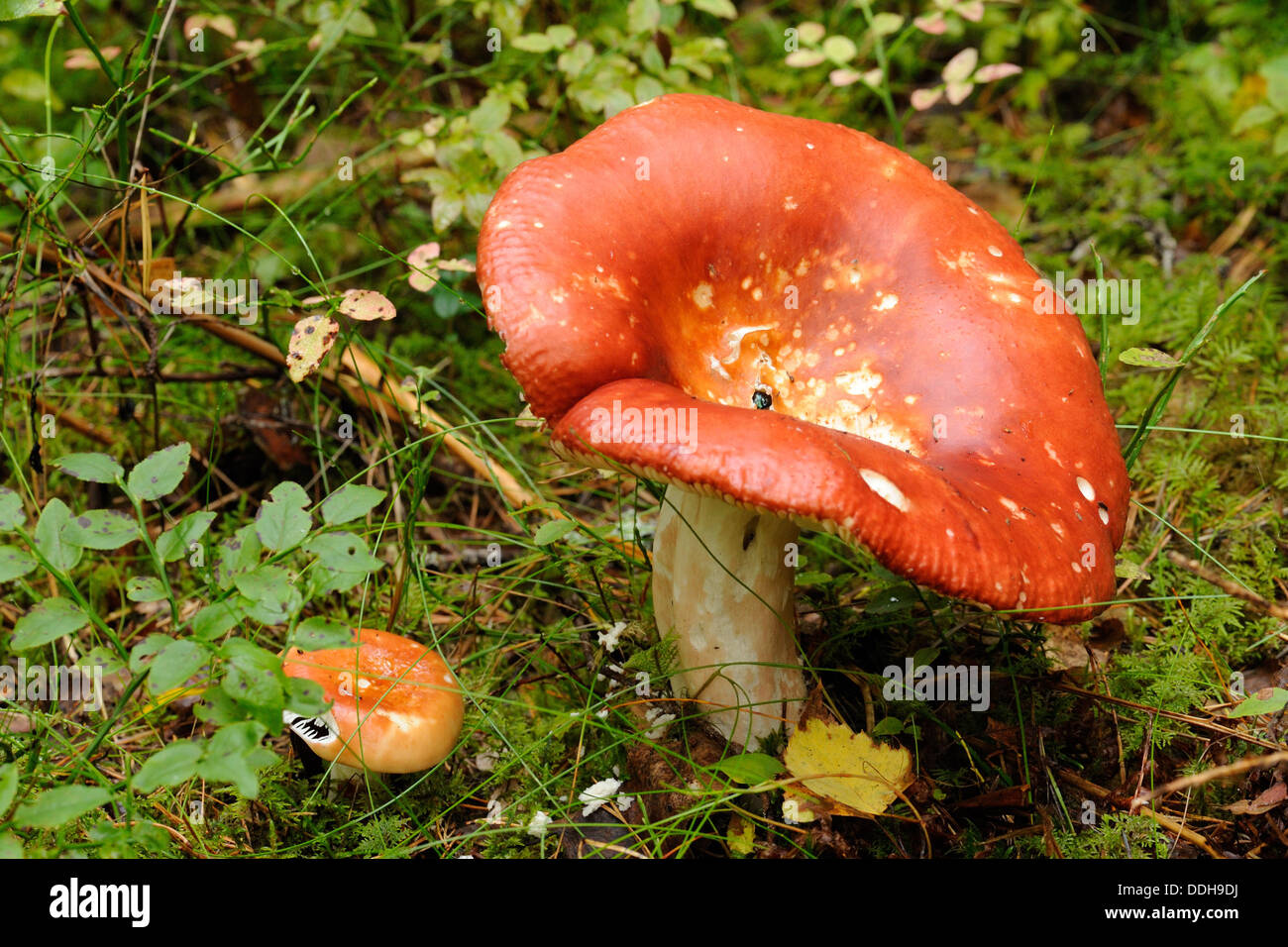 Red russula is a basidiomycete mushroom, and the type species of the ...