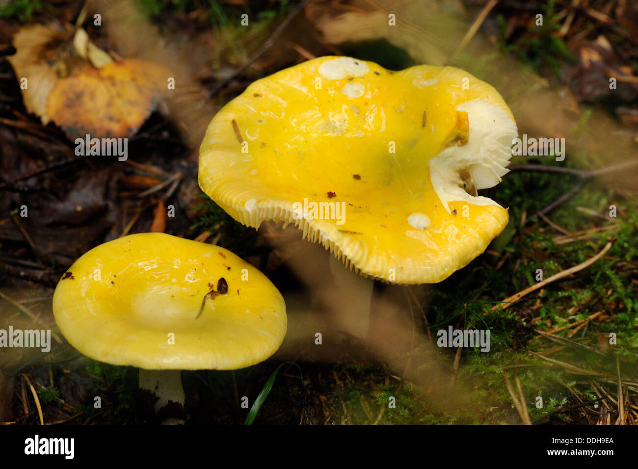 Yellow swamp russula (Russula claroflava) or yellow swamp brittlegill ...