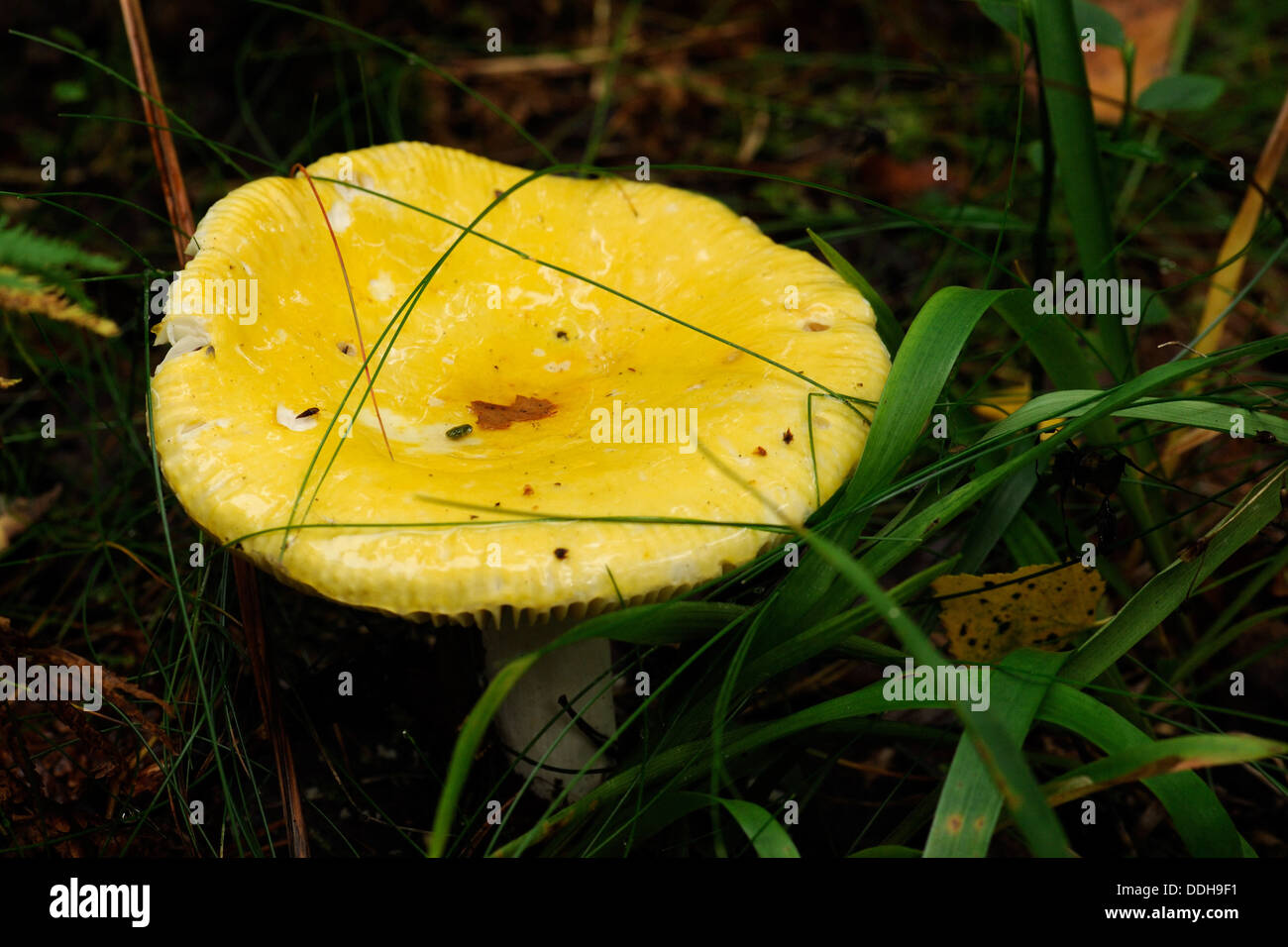 Yellow swamp russula (Russula claroflava) or yellow swamp brittlegill ...