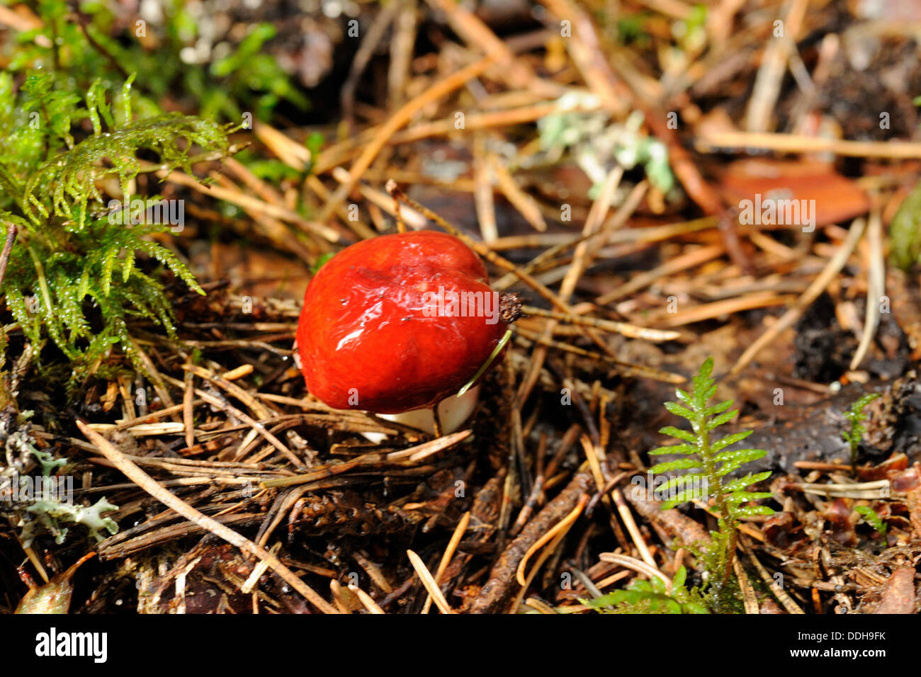 Red russula is a basidiomycete mushroom, and the type species of the ...