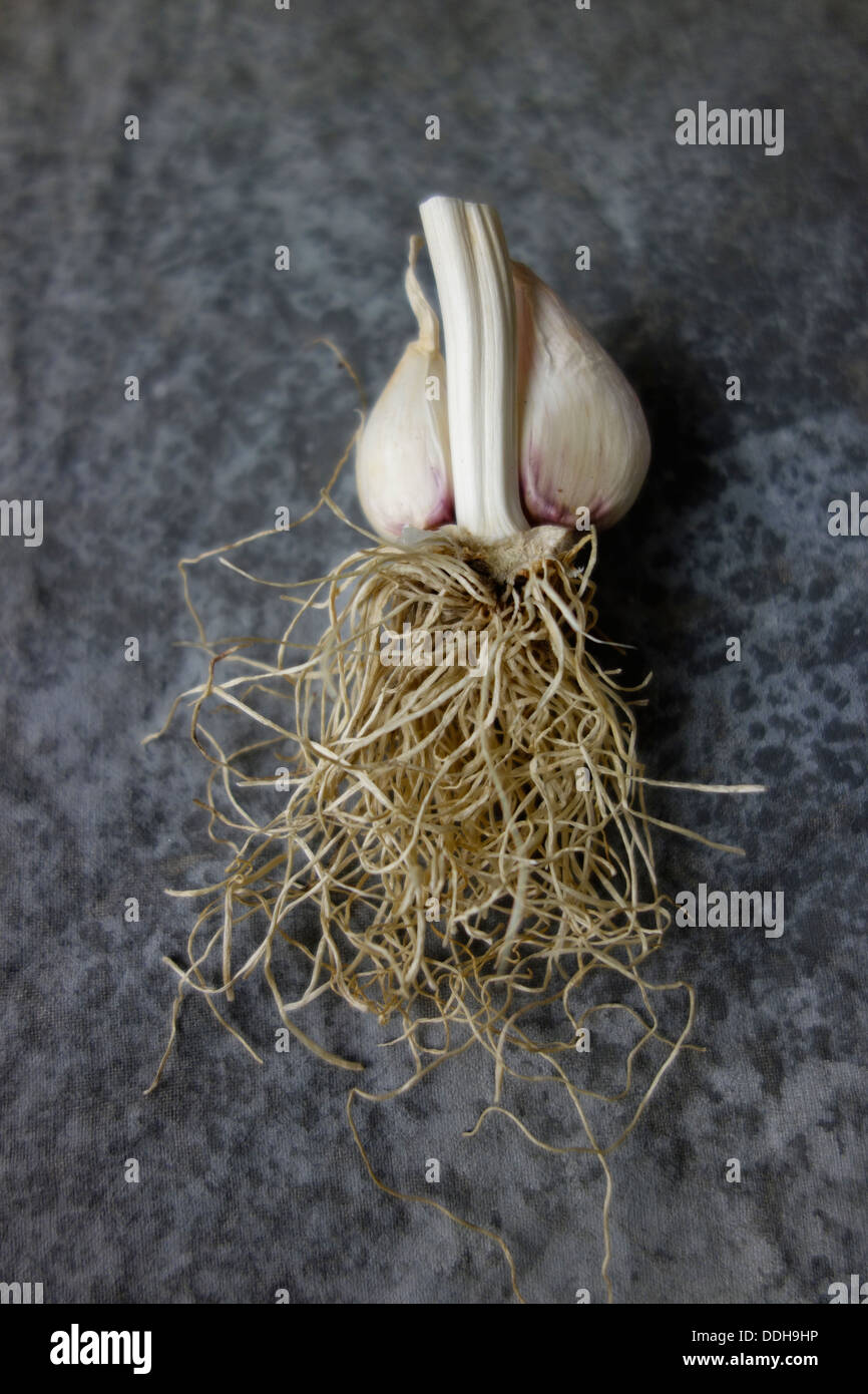 Health benefits garlic hi-res stock photography and images - Alamy