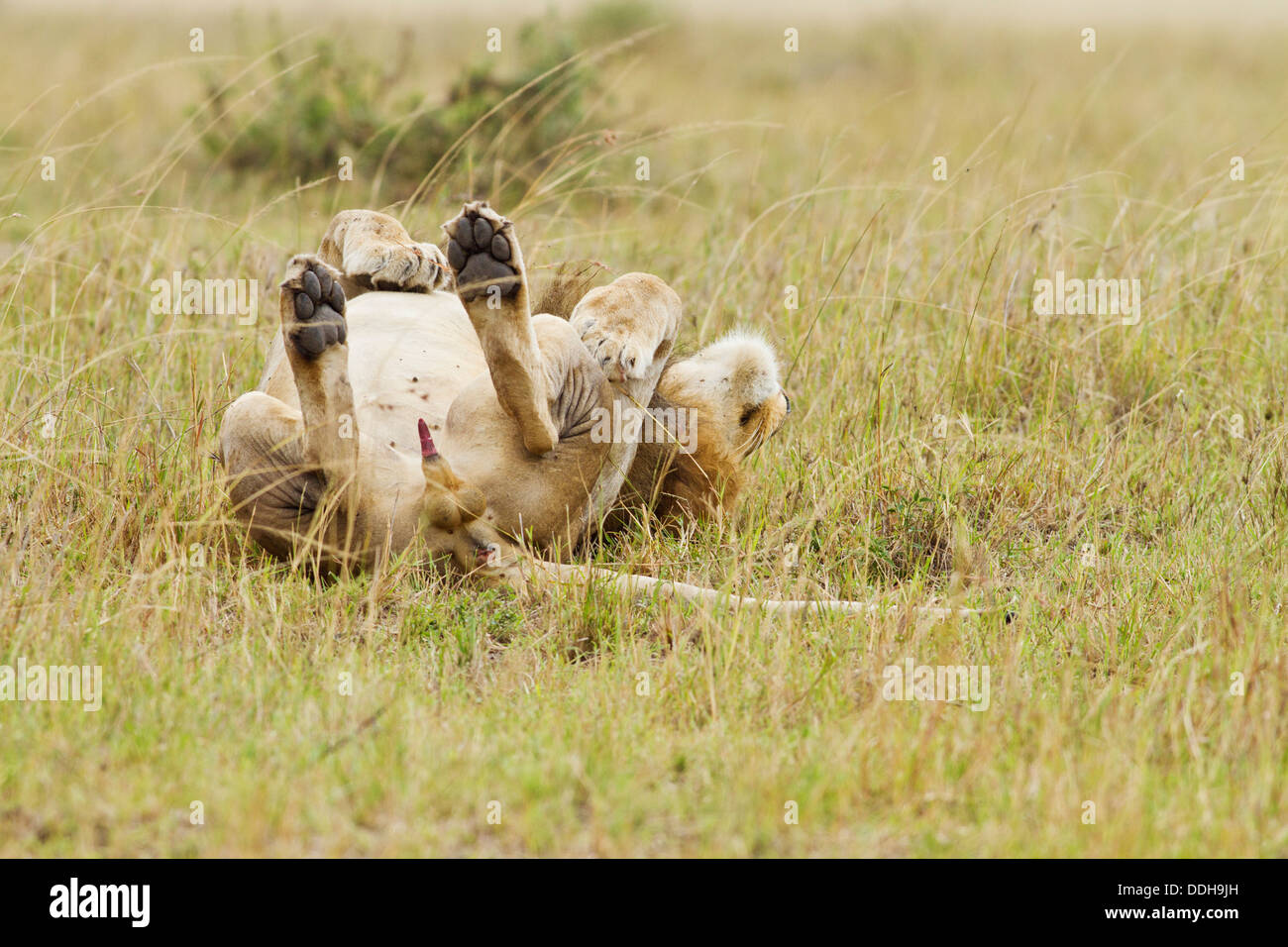 Male lion rolling in hi-res stock photography and images - Alamy