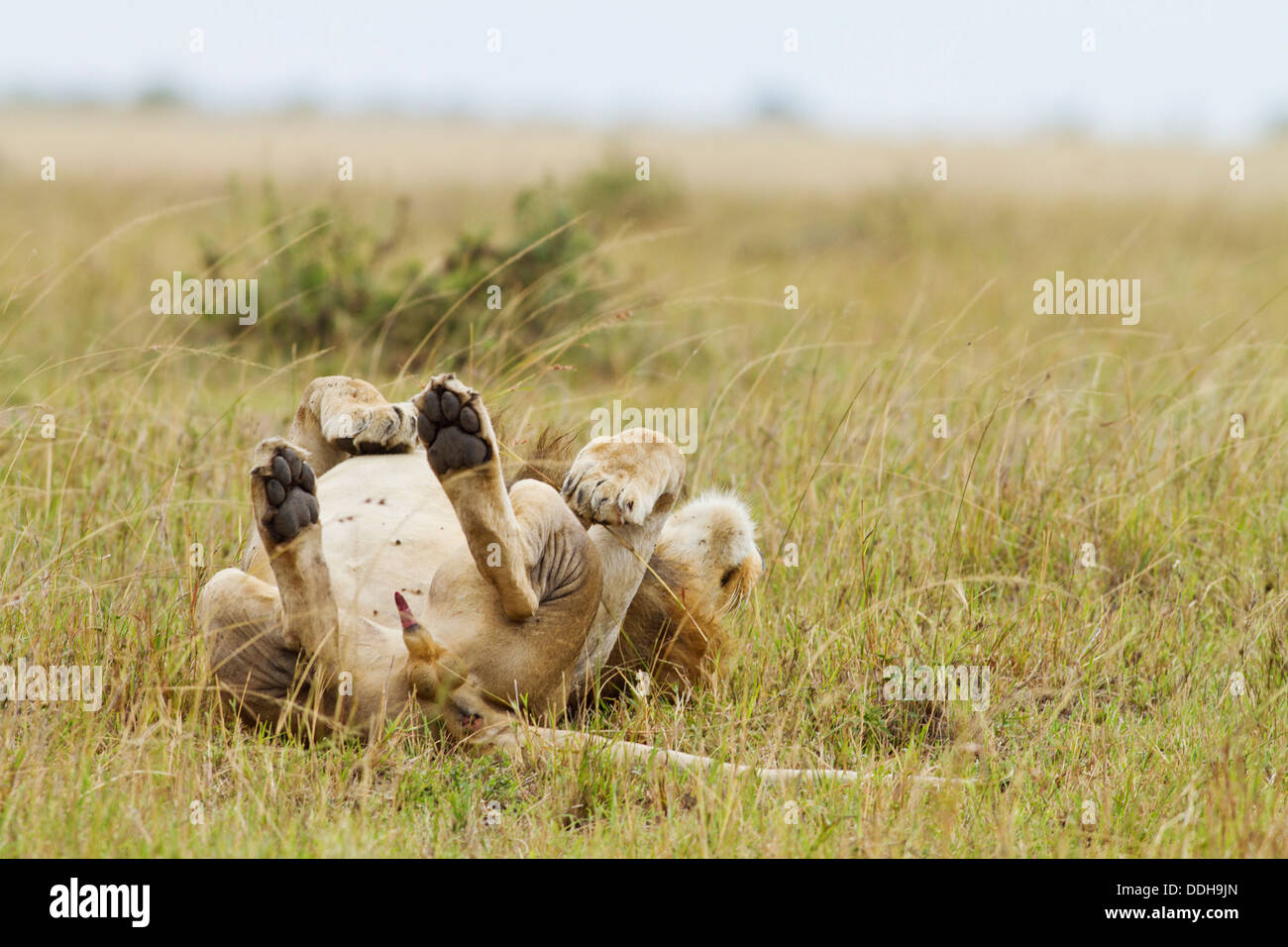 Lion rolling hi-res stock photography and images - Alamy