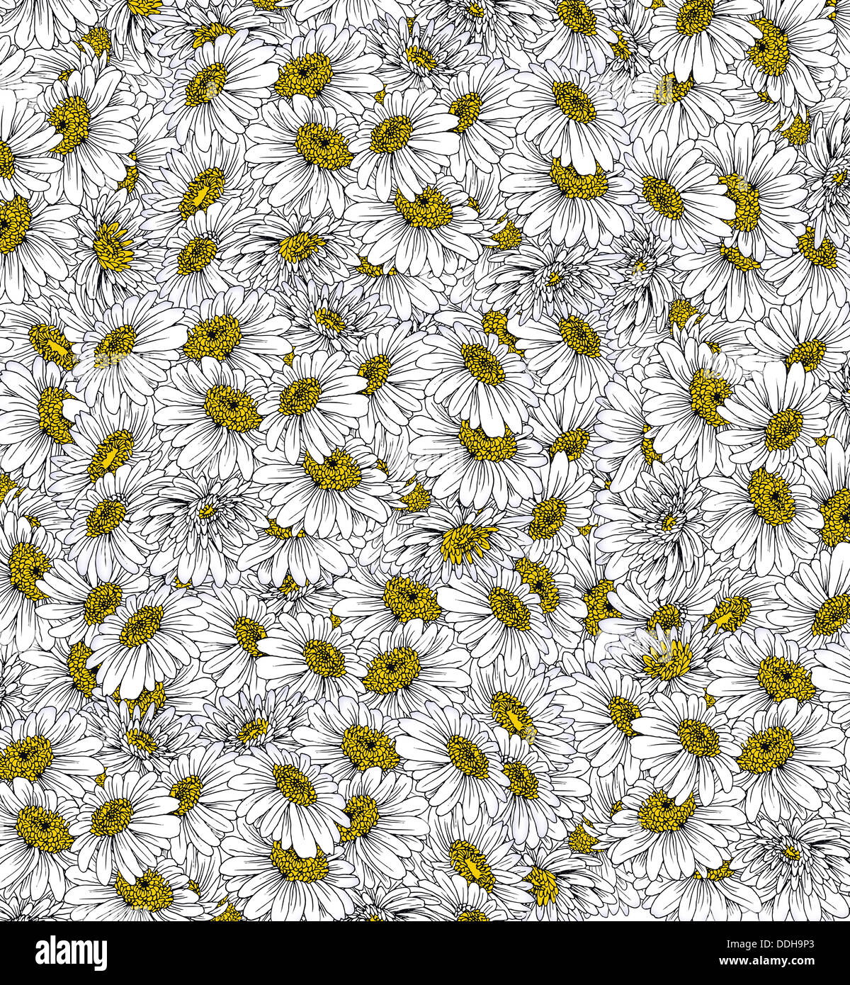 Ink drawing of daisies crowded together Stock Photo - Alamy