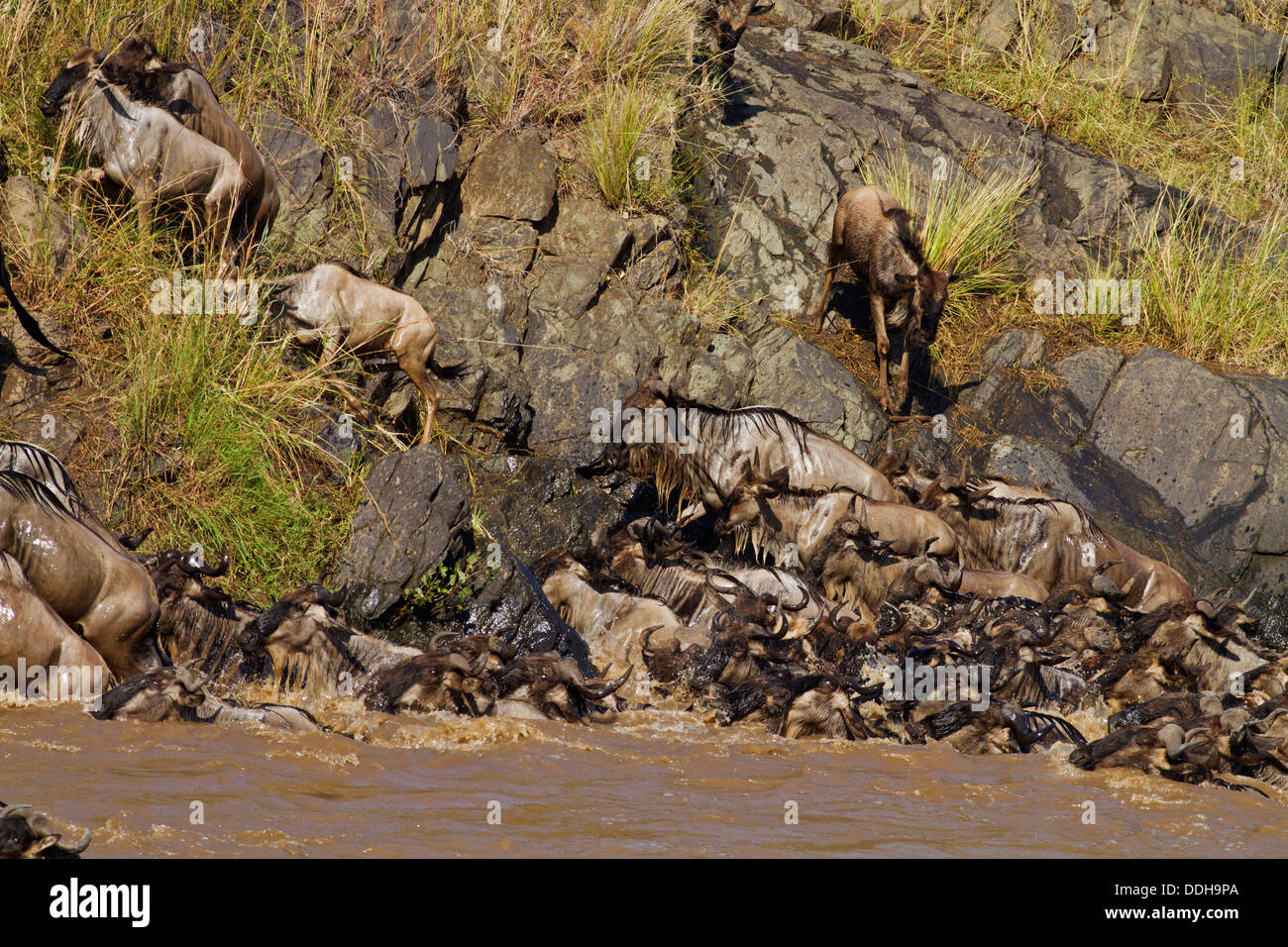 The great migration Stock Photo - Alamy