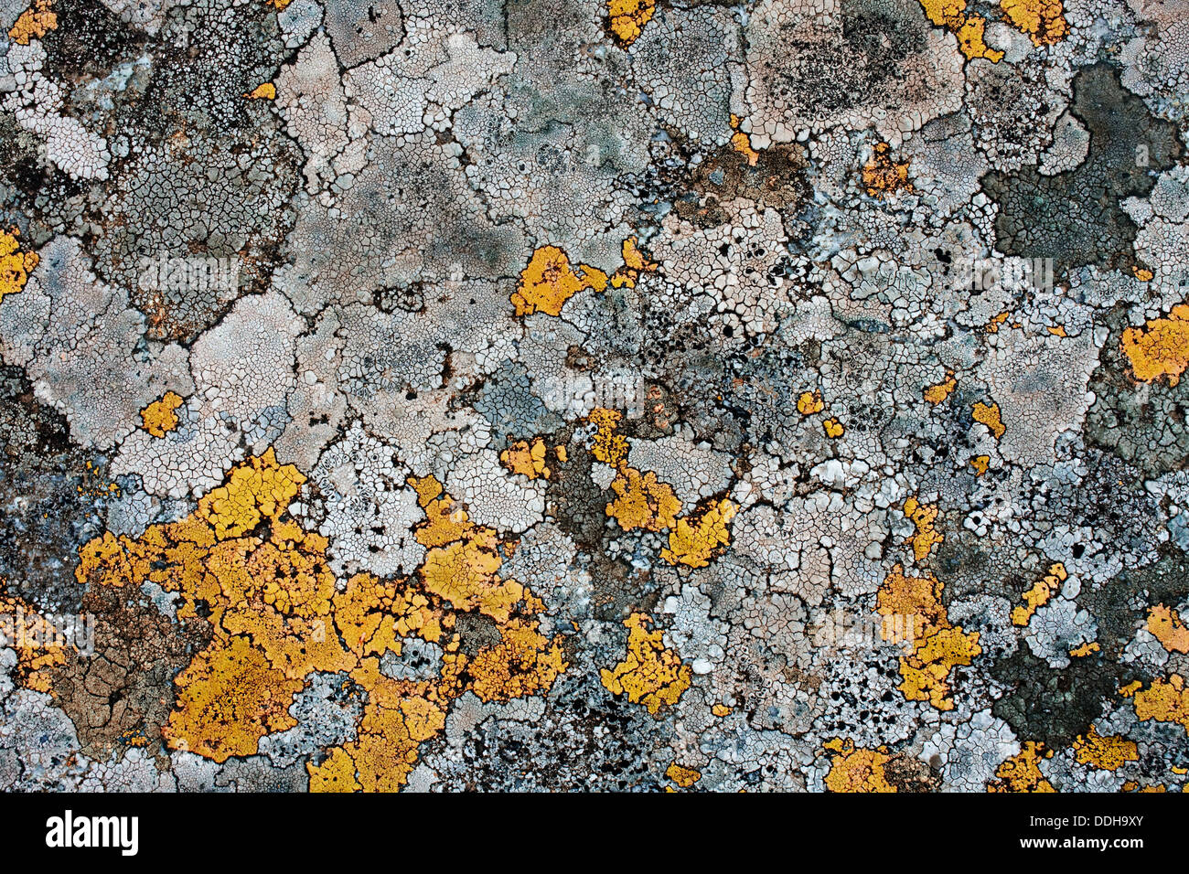 Colorful spots of lichen hi-res stock photography and images - Alamy