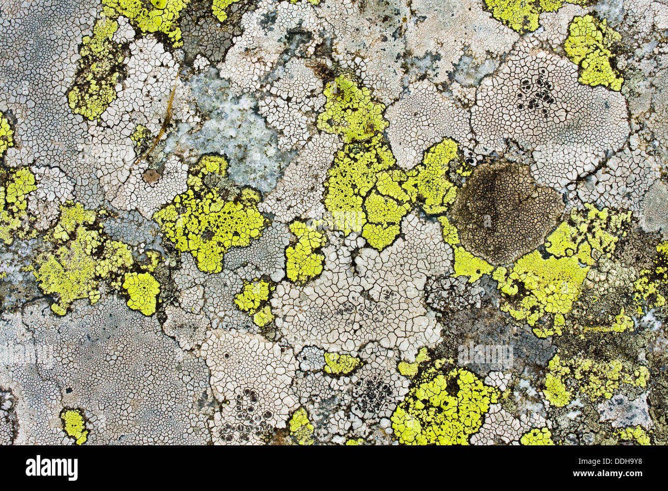 lichens as background Stock Photo - Alamy