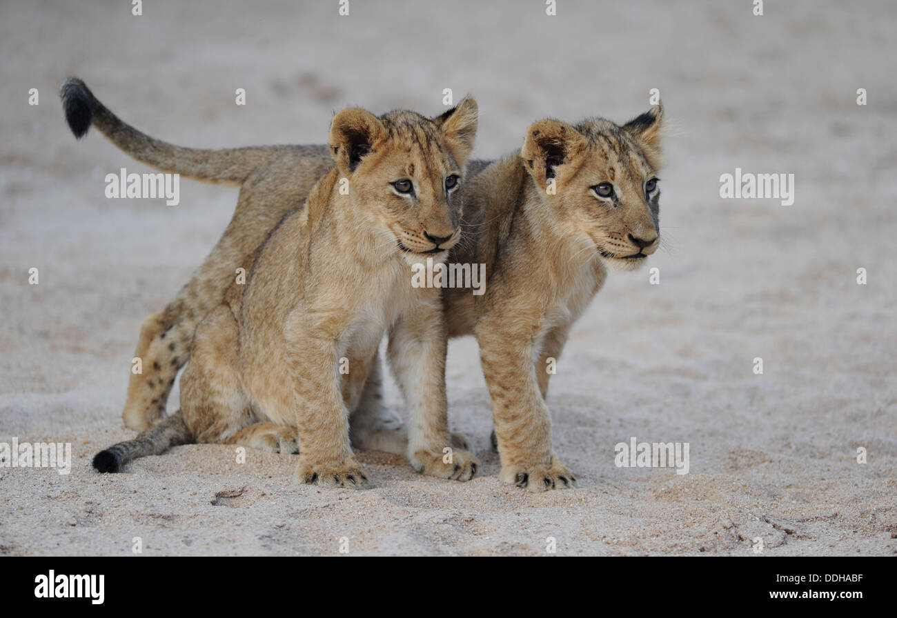 two lions cub standing in a sand river Stock Photo - Alamy
