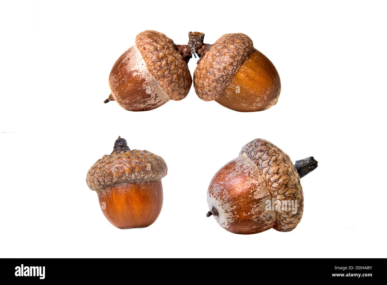 different acorns isolated on white Stock Photo - Alamy