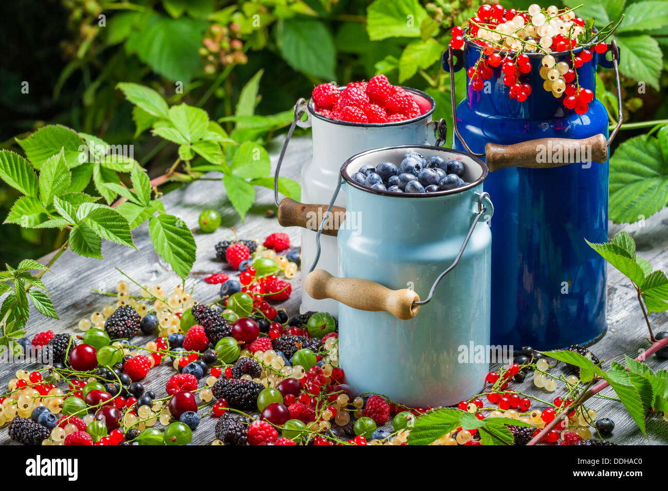 Freshly harvested wild berry fruits in summer Stock Photo - Alamy
