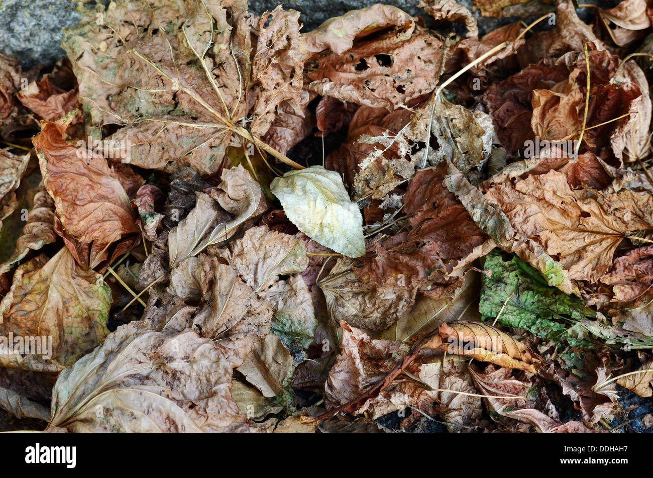 Brown and red leaf hi-res stock photography and images - Alamy