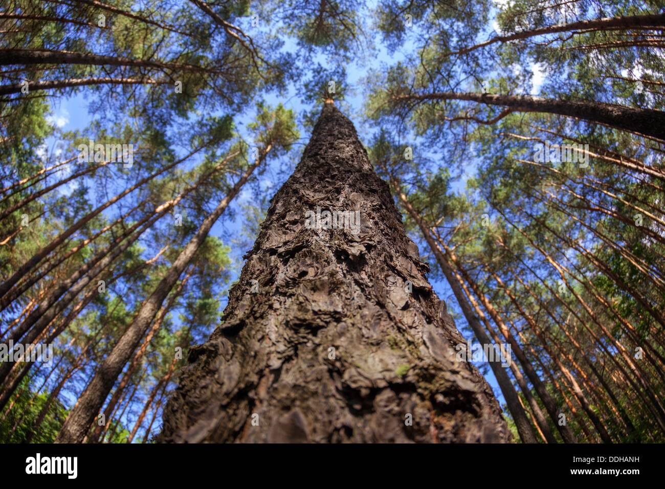 Germany/Brandenburg/Proschim, a forest with Pine trees in Brandenburg ...