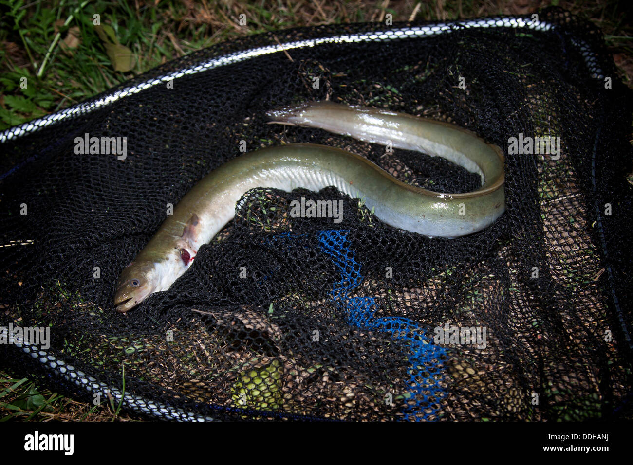 Germany/Brandenburg/ILLUSTRATION - a freshwater eel lies in a brailer ...