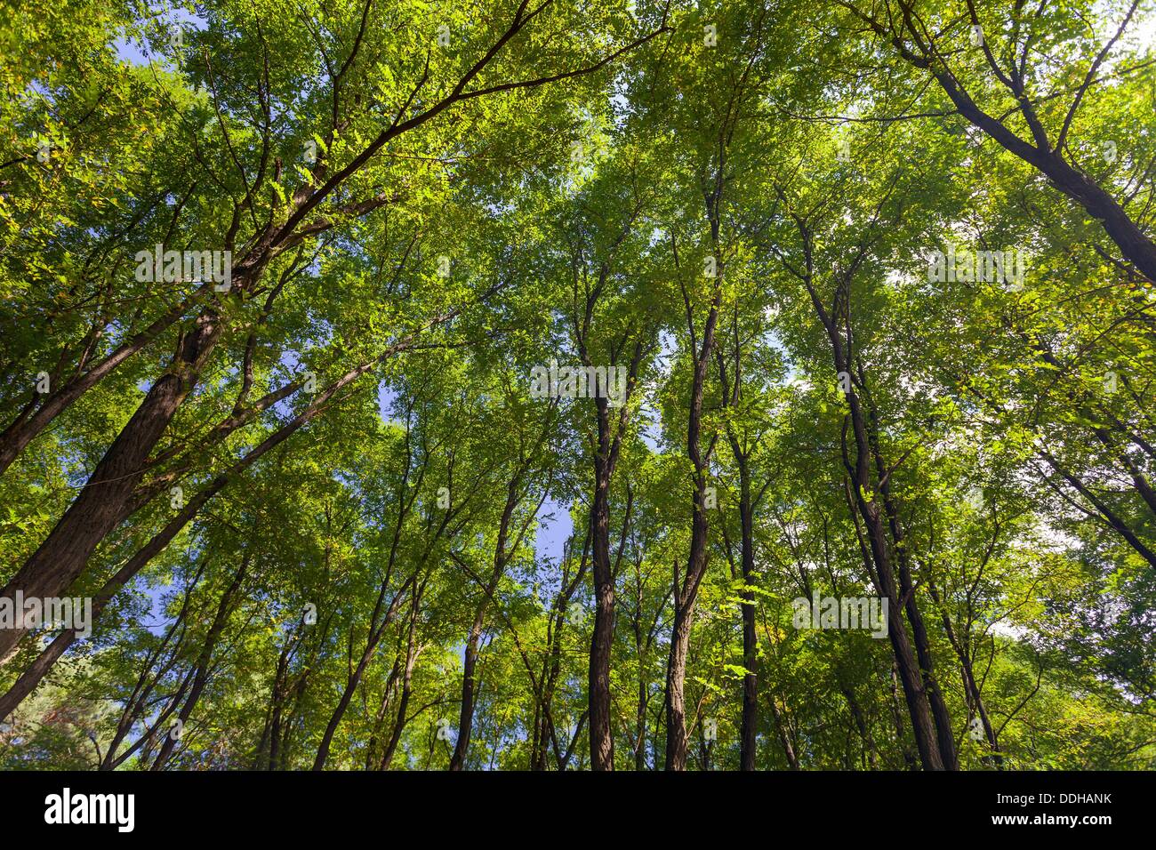 Robinien hi-res stock photography and images - Alamy