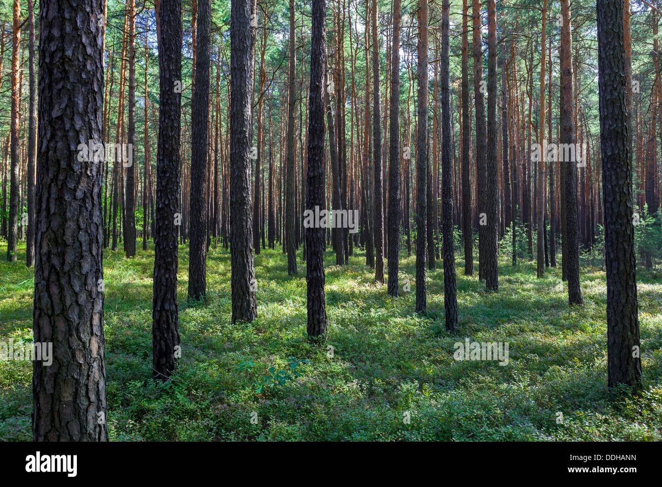 Germany/Brandenburg/Proschim, a forest with Pine trees in Brandenburg ...