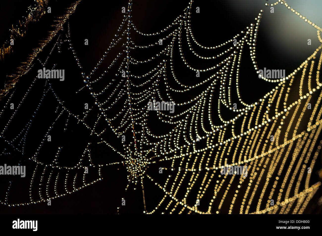 abstract background from a web shine in the sun Stock Photo - Alamy