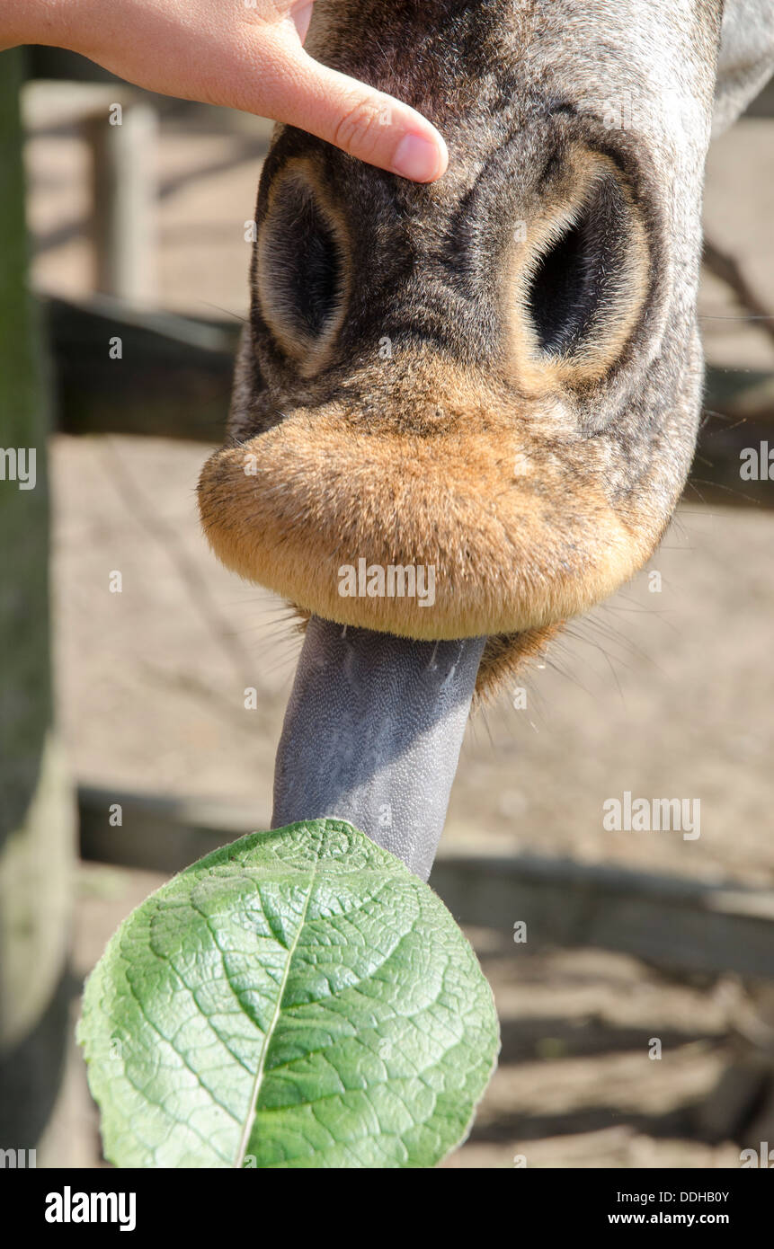 Giraffe eating food hi-res stock photography and images - Alamy