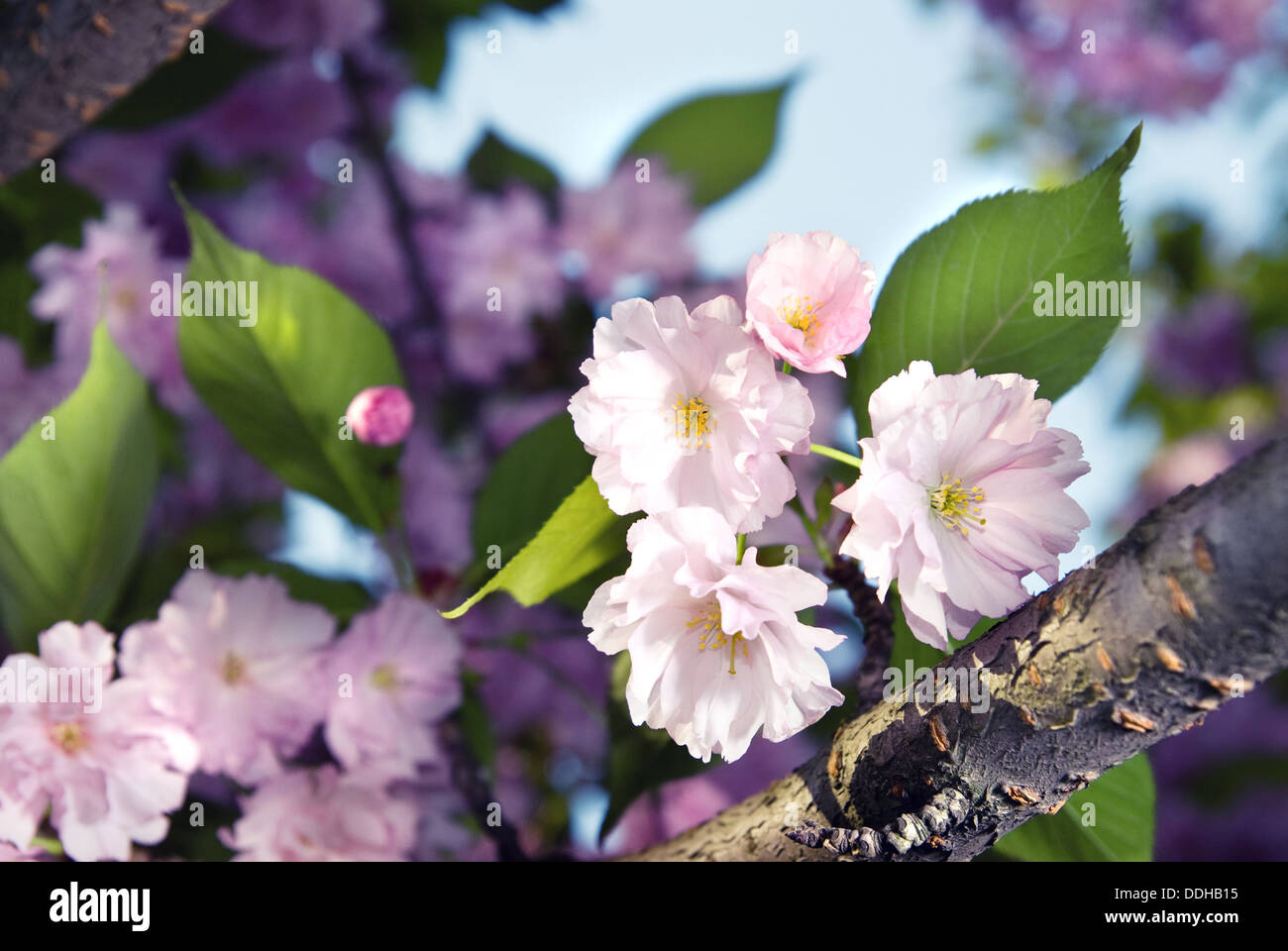 spring blossom of purple sakura Stock Photo - Alamy