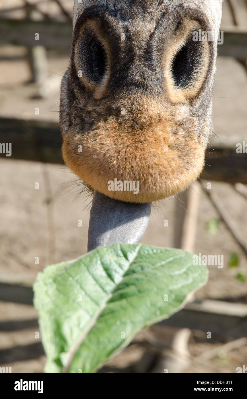 Giraffe eating food hi-res stock photography and images - Alamy