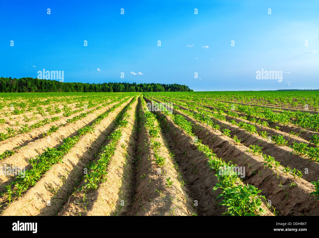 beautiful rural landscape with a potato field Stock Photo - Alamy