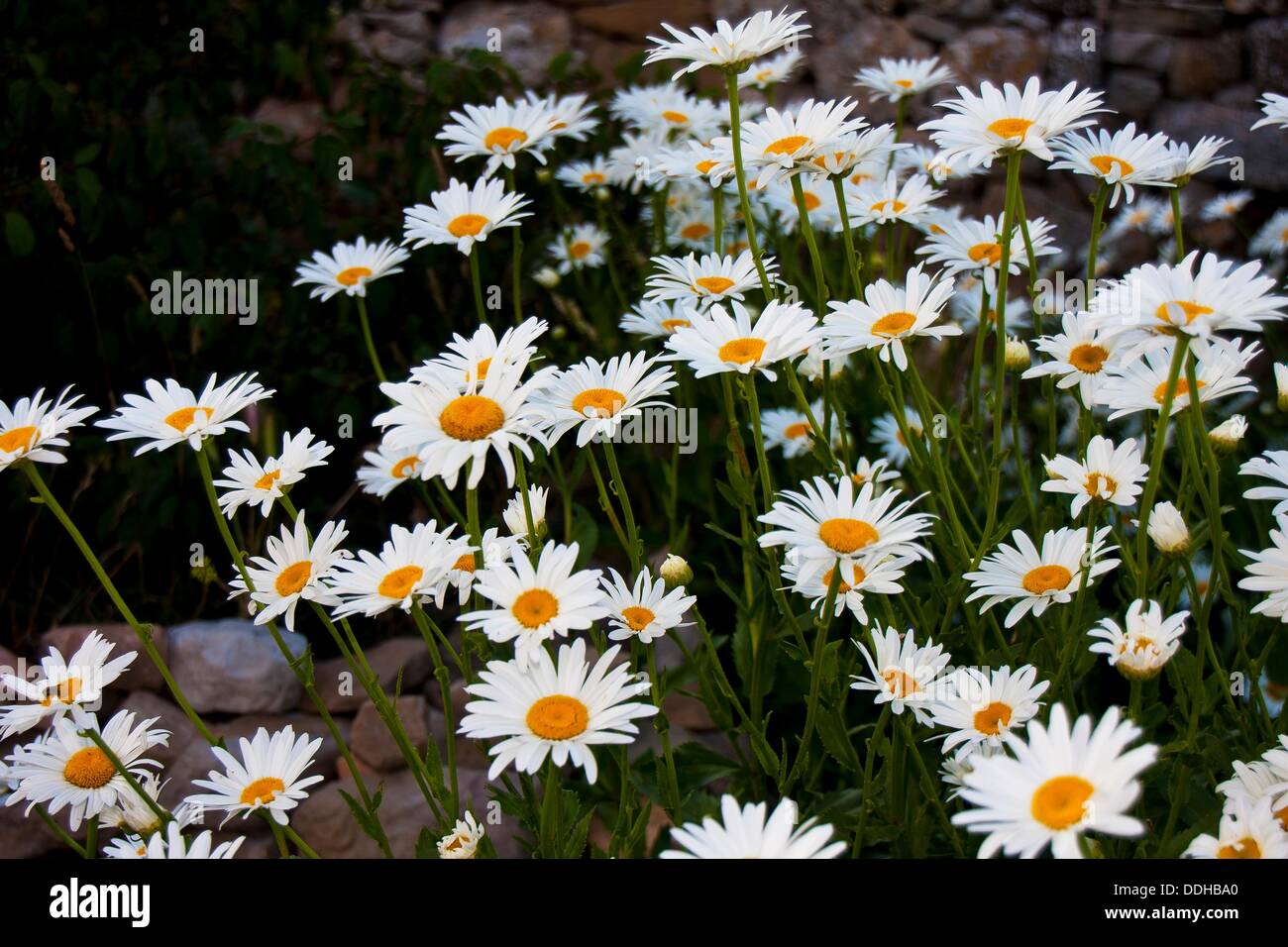 Chrysanthemum Superbum