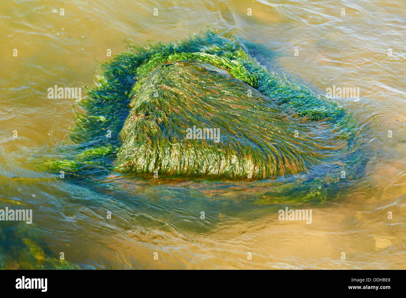 Beach stone covered with green algae hi-res stock photography and ...