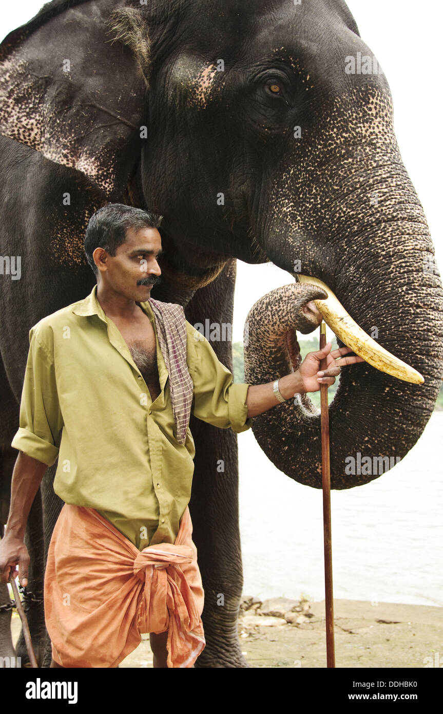 Indian elephant keeper kerala india hi-res stock photography and images ...