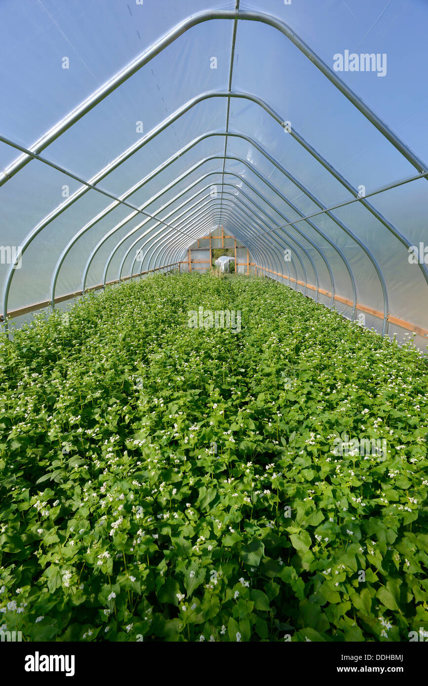 Cover crop hi-res stock photography and images - Alamy