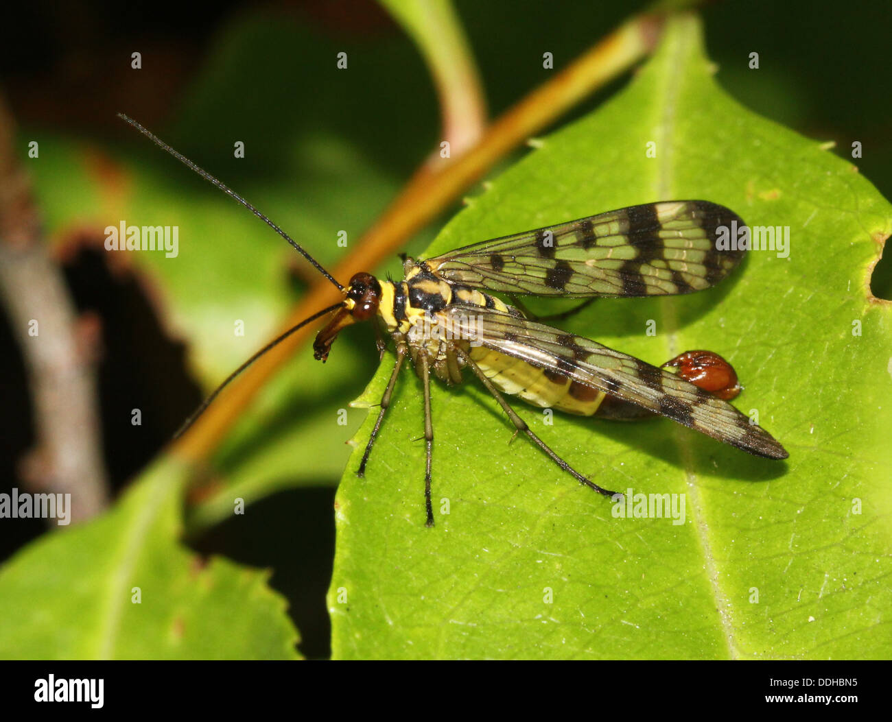 Close-up of a male common scorpionfly ( Panorpa communis) with its ...