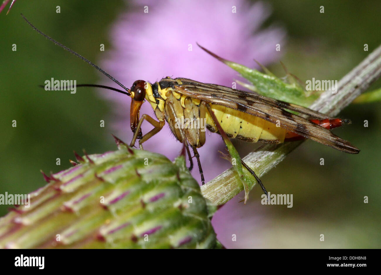 Hanging scorpionfly hi-res stock photography and images - Alamy