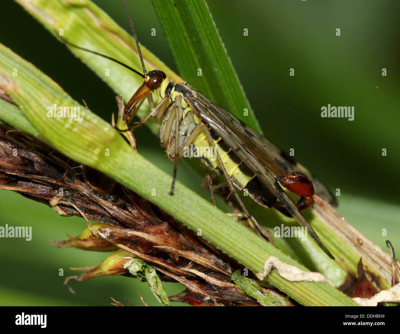 Close-up of a male common scorpionfly ( Panorpa communis) with its ...
