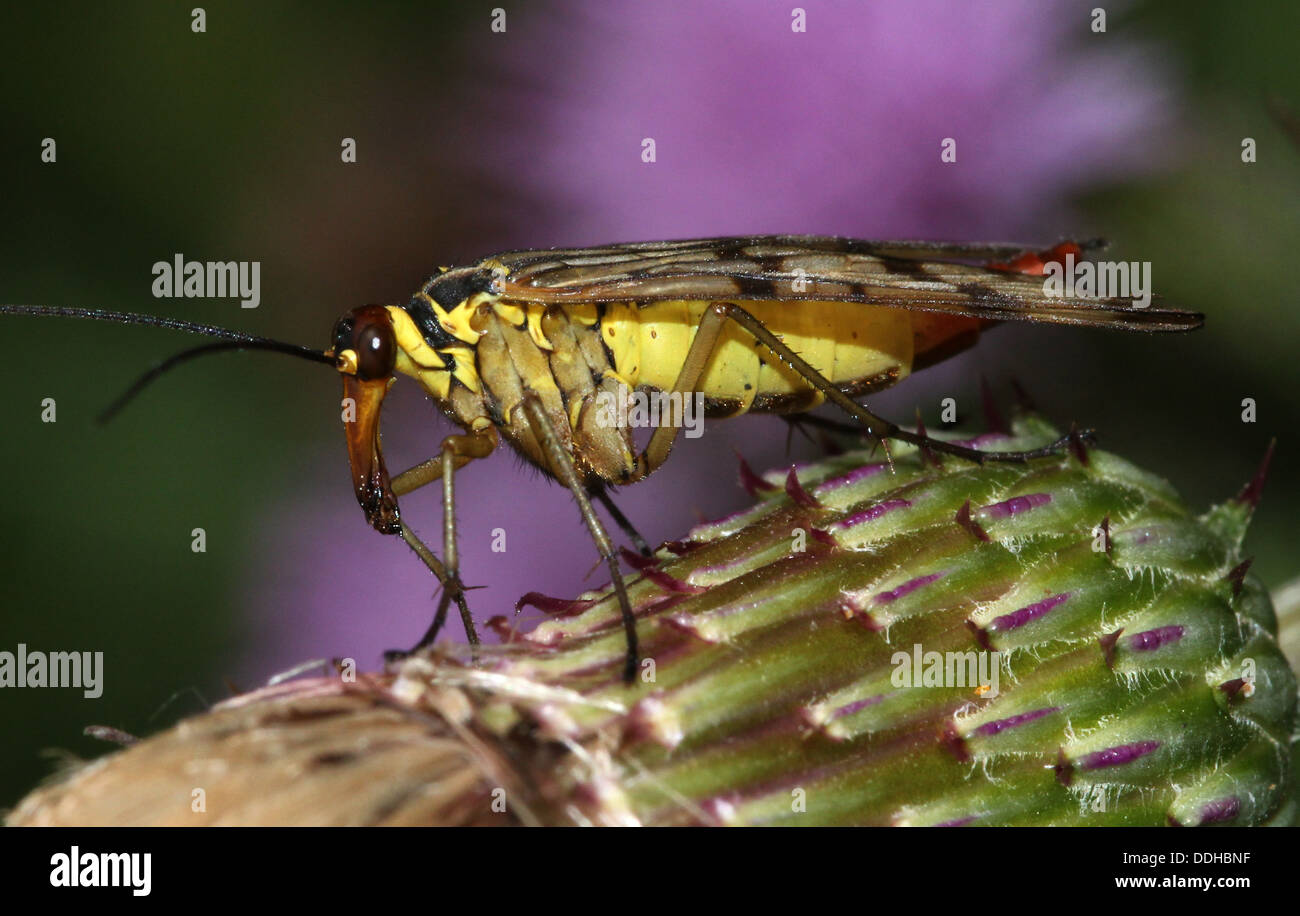 Close-up of a female common scorpionfly ( Panorpa communis Stock Photo ...