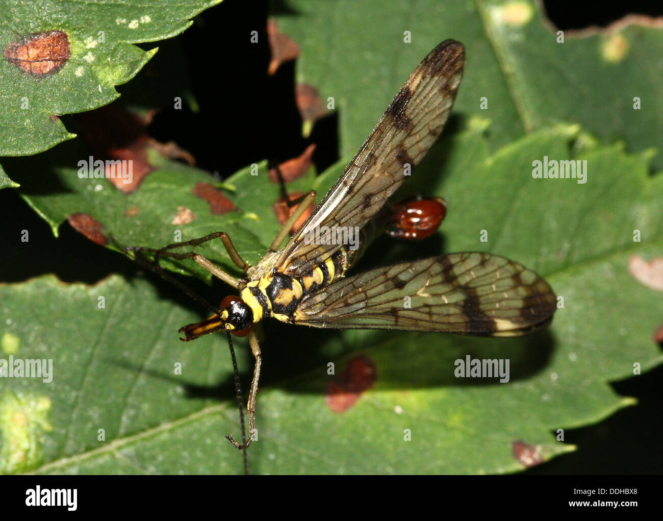 Close-up of a male common scorpionfly ( Panorpa communis) with its ...