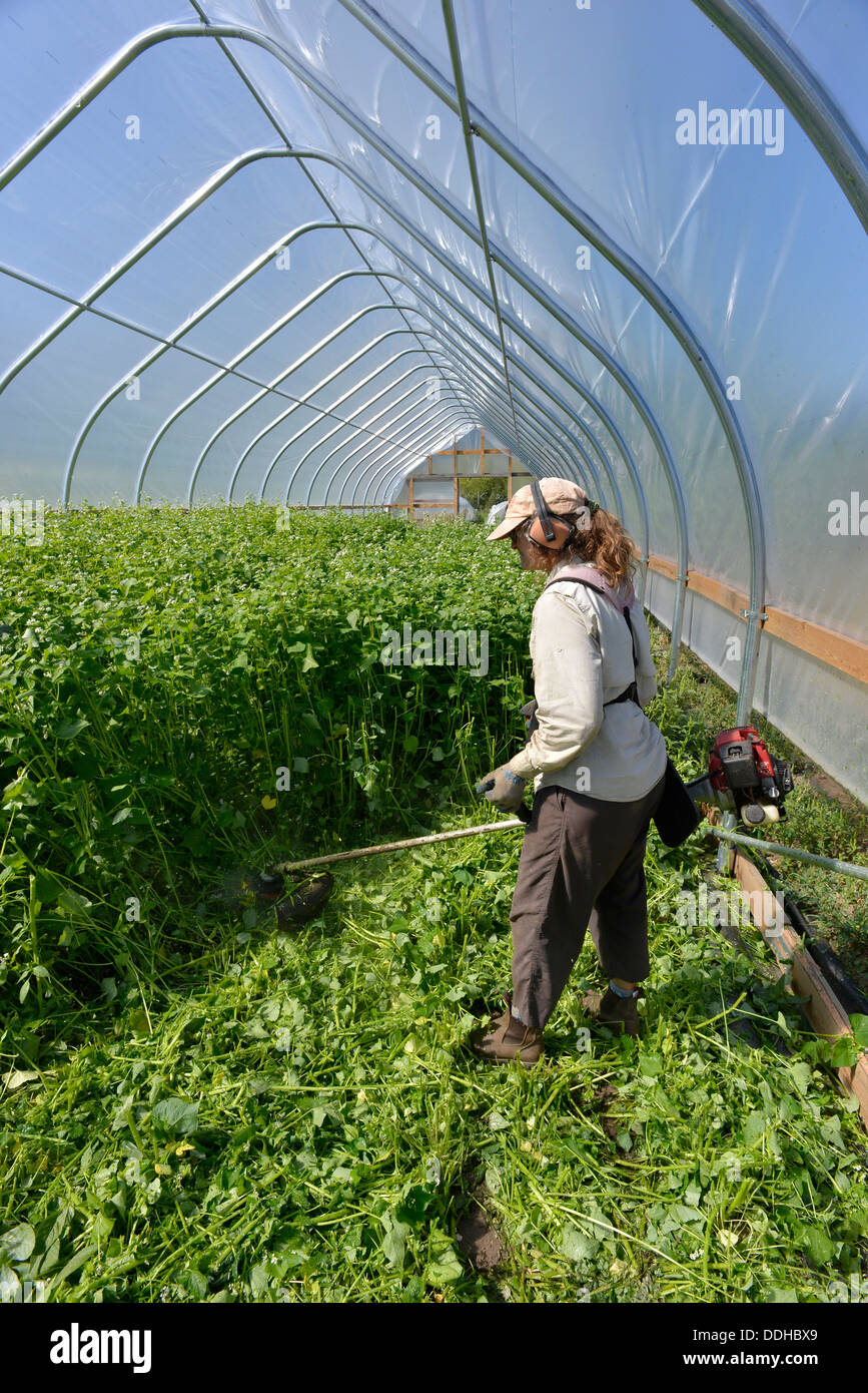Woman weed-whacking cover crop in a hoop house in Oregon's Wallowa ...