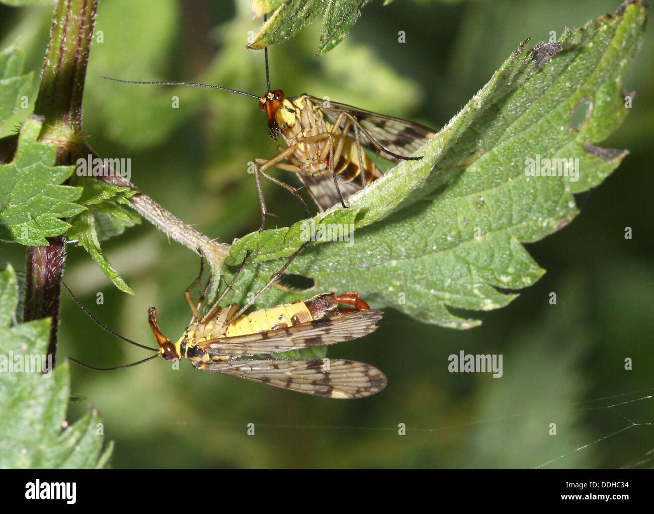 Close up mating male common scorpionfly hi-res stock photography and ...